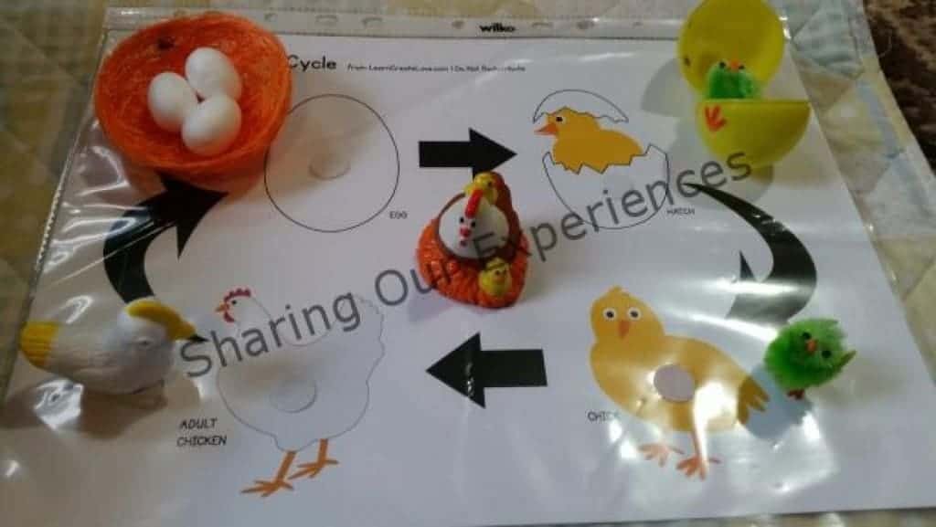 Chicken Sensory Bin -Learning Activity for Kids - Sharing Our Experiences