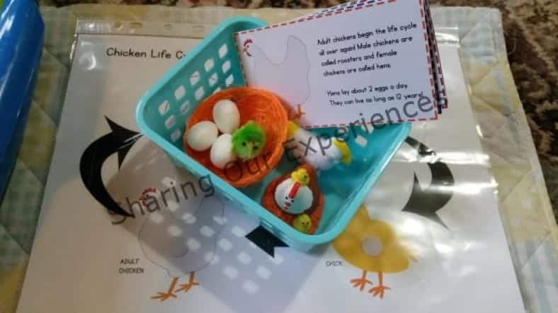 Chicken Sensory Bin -Learning Activity for Kids - Sharing Our Experiences