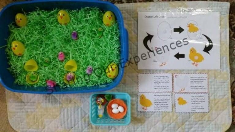 Chicken Sensory Bin -Learning Activity for Kids - Sharing Our Experiences