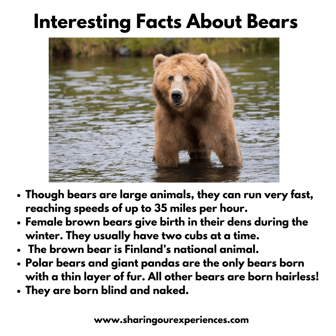 Interesting and fun facts about animals for kids - Sharing Our Experiences