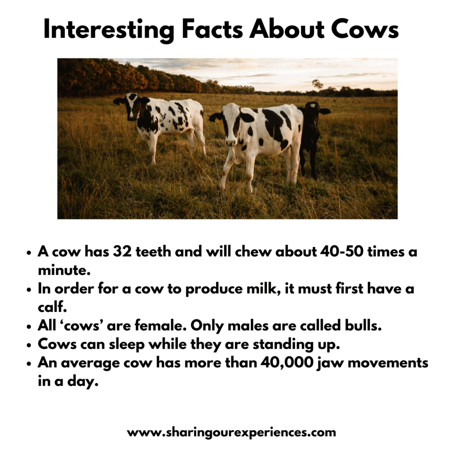 Interesting and fun facts about animals for kids | Sharing Our Experiences