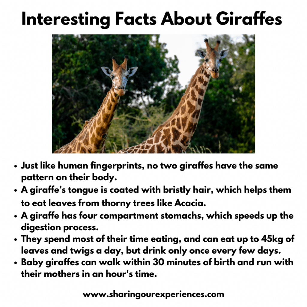 Top 187 Fun Facts For Kids About Animals Inoticia Top 187 Fun Facts For Kids About Animals Inoticia