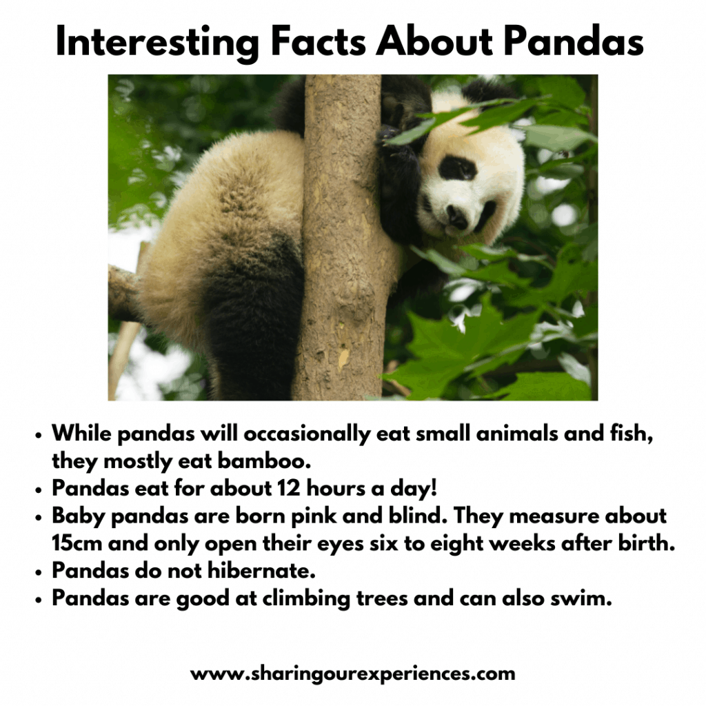 A Intresting Fact About Animals For Kids 25 Fun Facts About Sea A Intresting Fact About Animals For Kids 25 Fun Facts About Sea