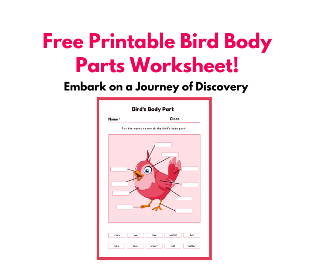 Embark on a Journey of Discovery with Our Free Printable Bird Body ...