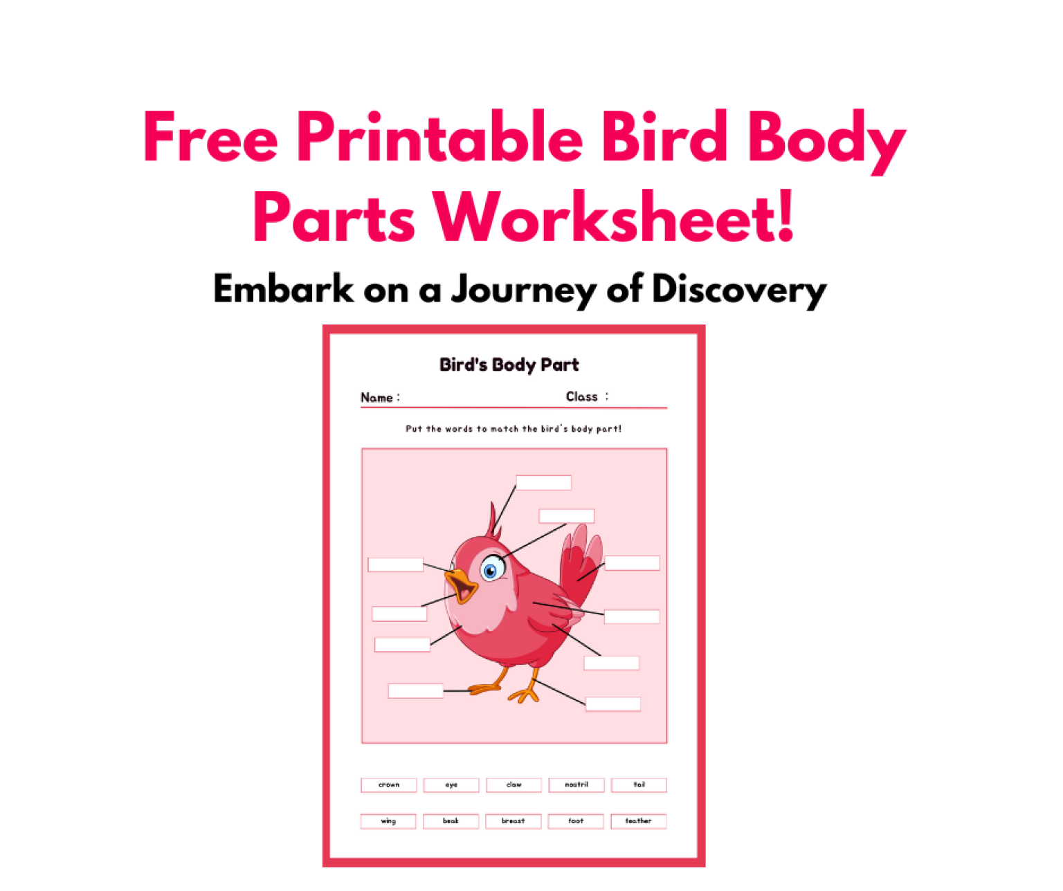 Embark on a Journey of Discovery with Our Free Printable Bird Body ...