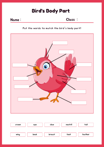 Embark on a Journey of Discovery with Our Free Printable Bird Body ...
